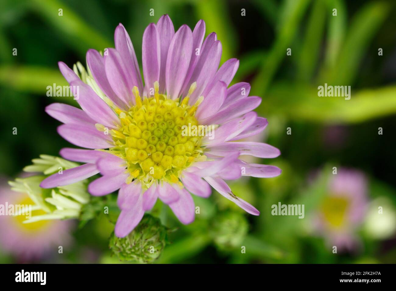 Close up of pink Daisy flower Stock Photo - Alamy