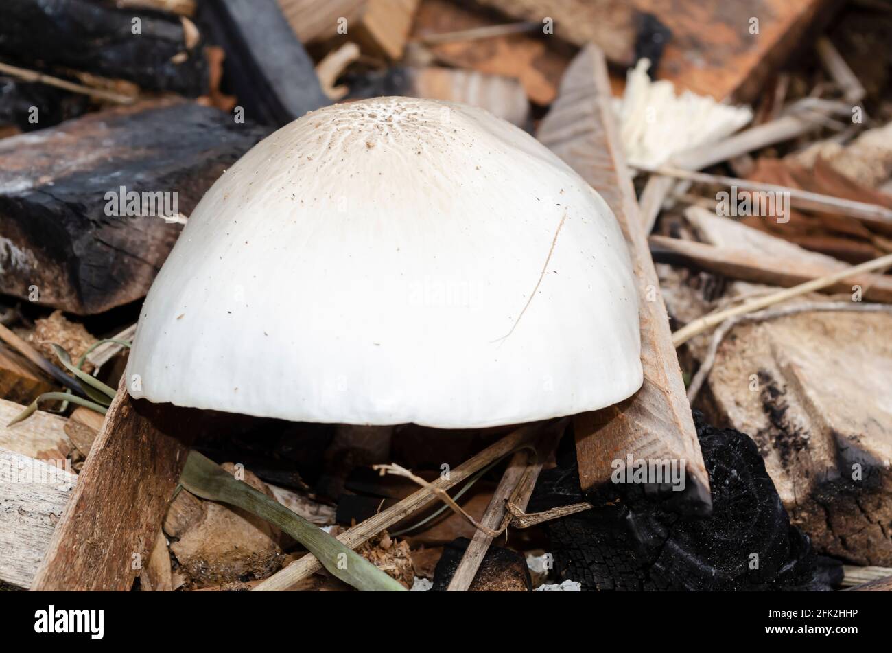 Smooth Cap Of White Mushroom Growing In Sawdust Stock Photo - Alamy