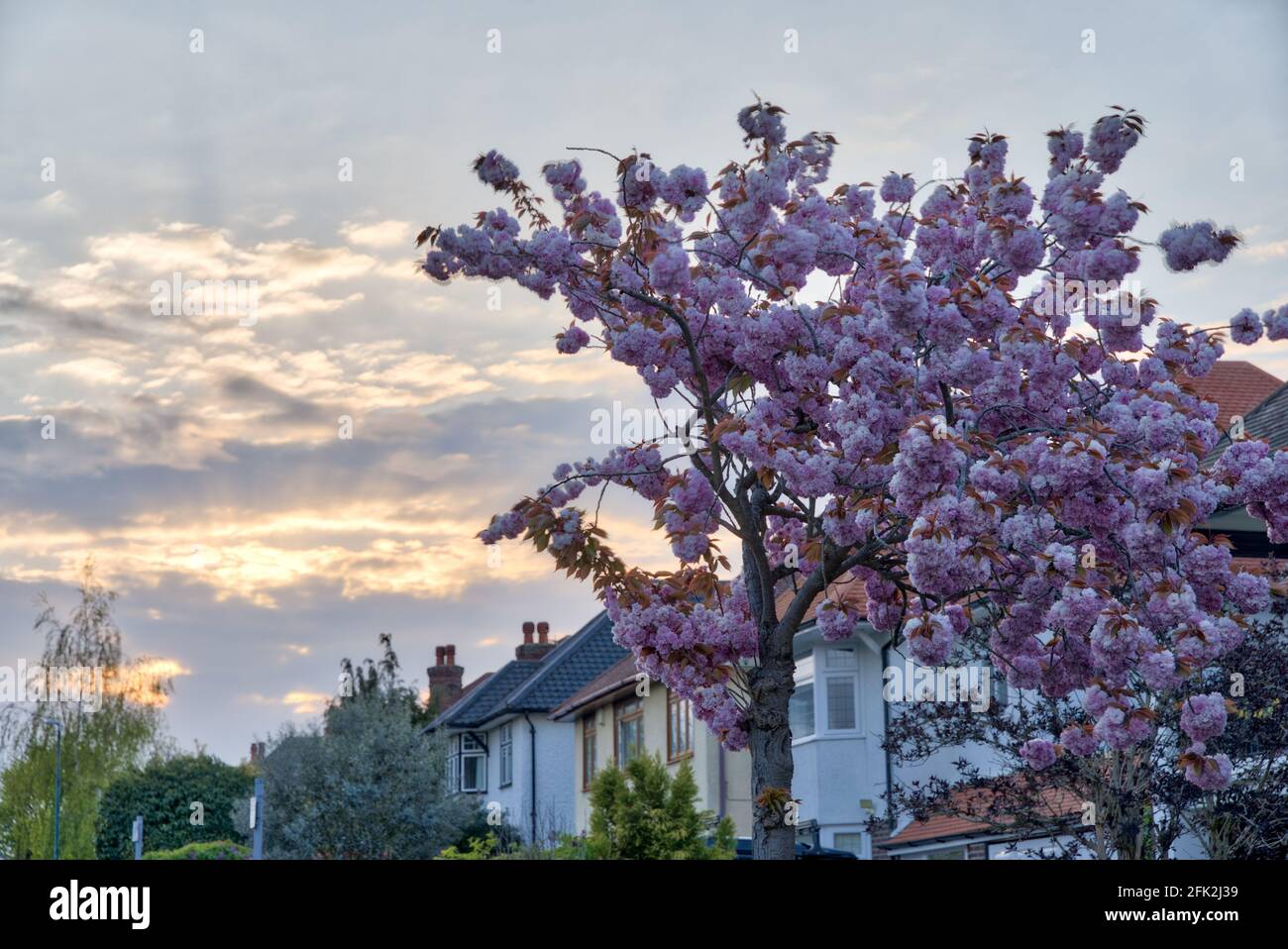 view of sunset Sky in front garden with Cherry blossom tree at Spring ...