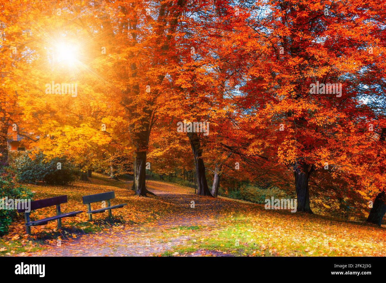 Golden autumn scene in a park, with falling leaves, the sun shining ...