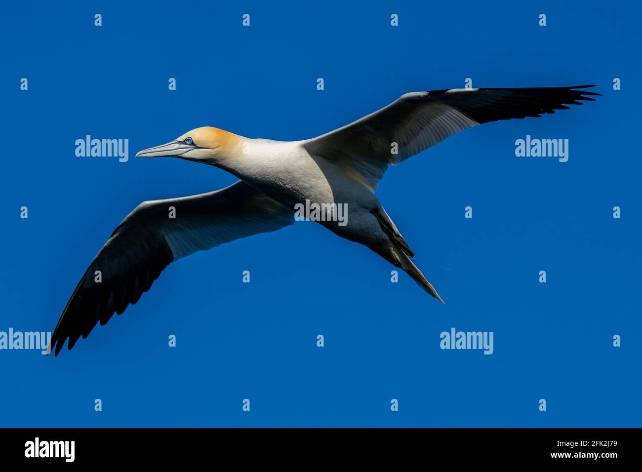 25 April 2021. RSPB Troup Head, Gardenstown, Aberdeenshire, Scotland ...