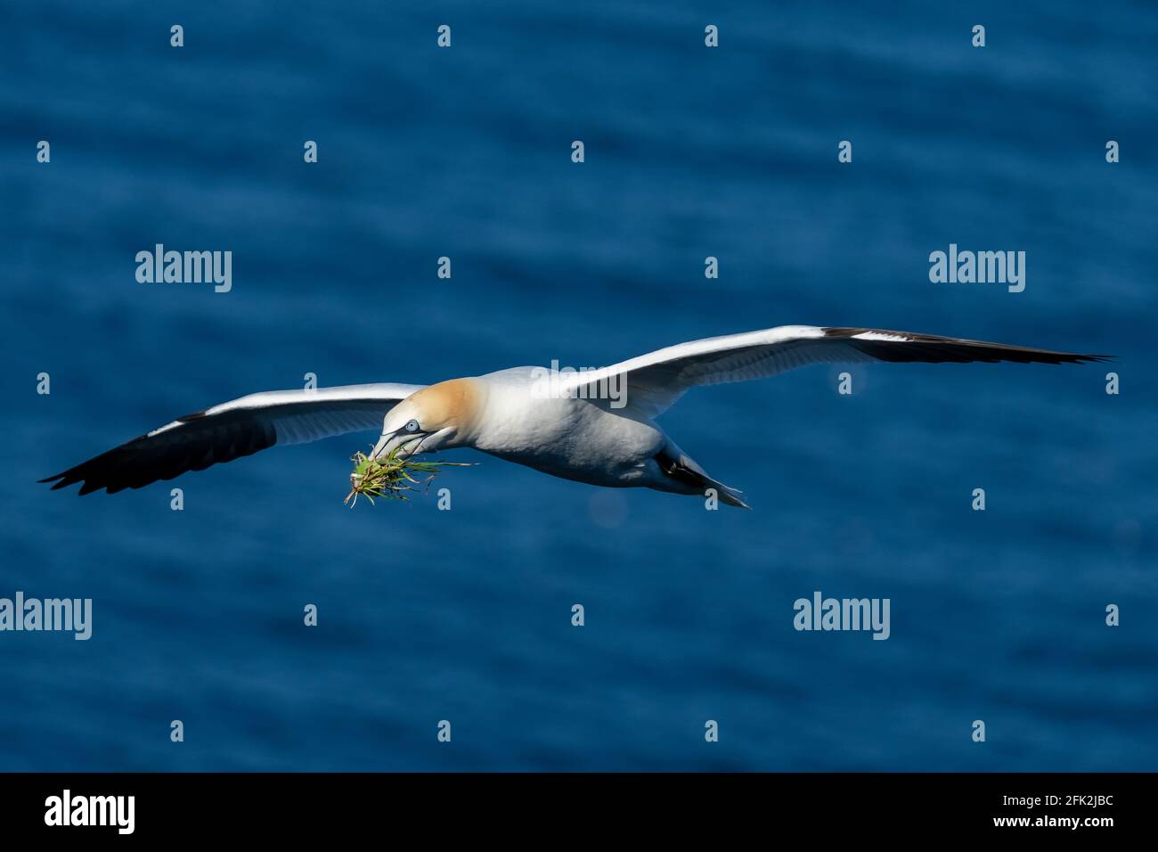 25 April 2021. RSPB Troup Head, Gardenstown, Aberdeenshire, Scotland ...
