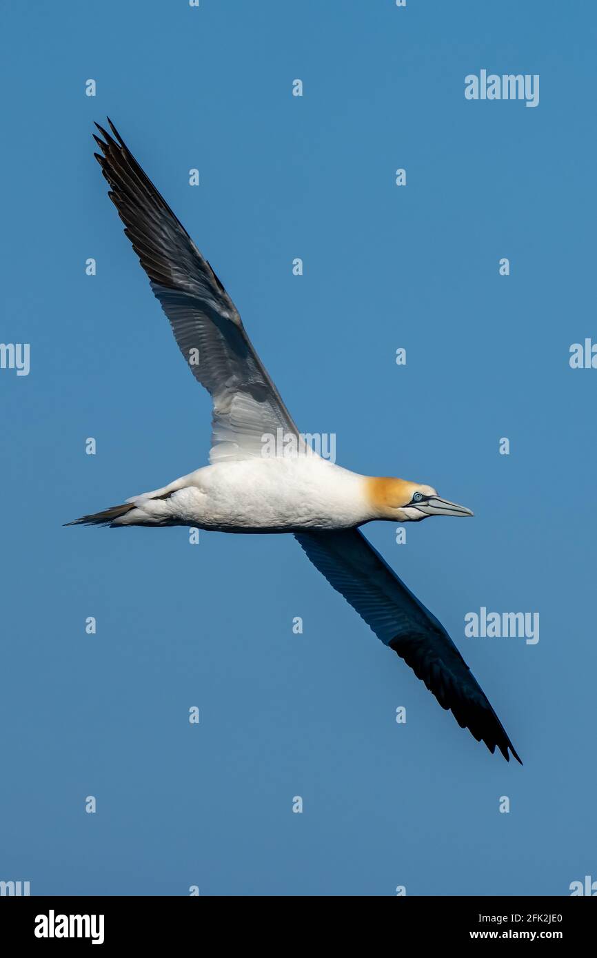25 April 2021. RSPB Troup Head, Gardenstown, Aberdeenshire, Scotland ...
