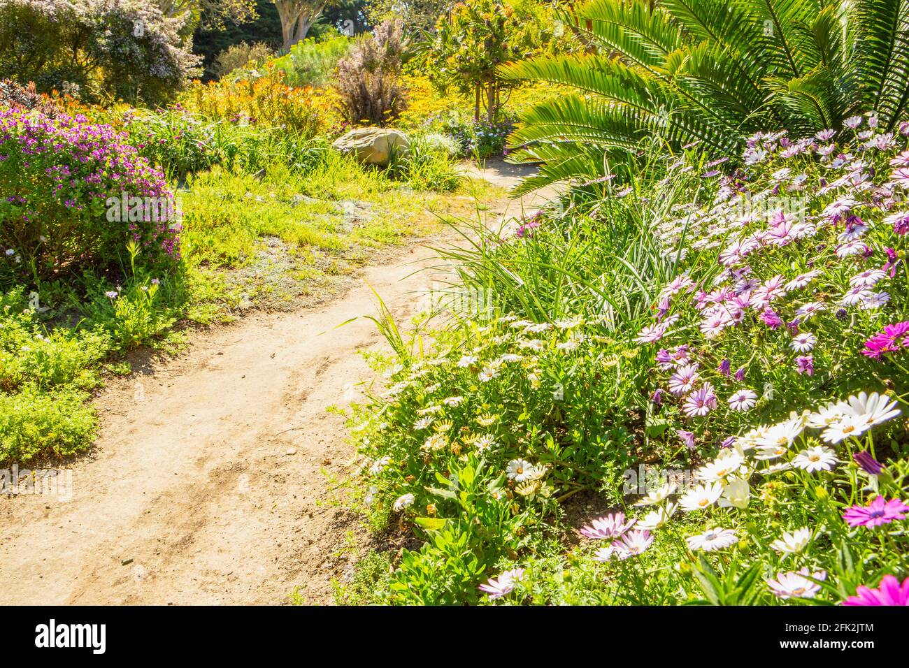 Pathway Through Flowers