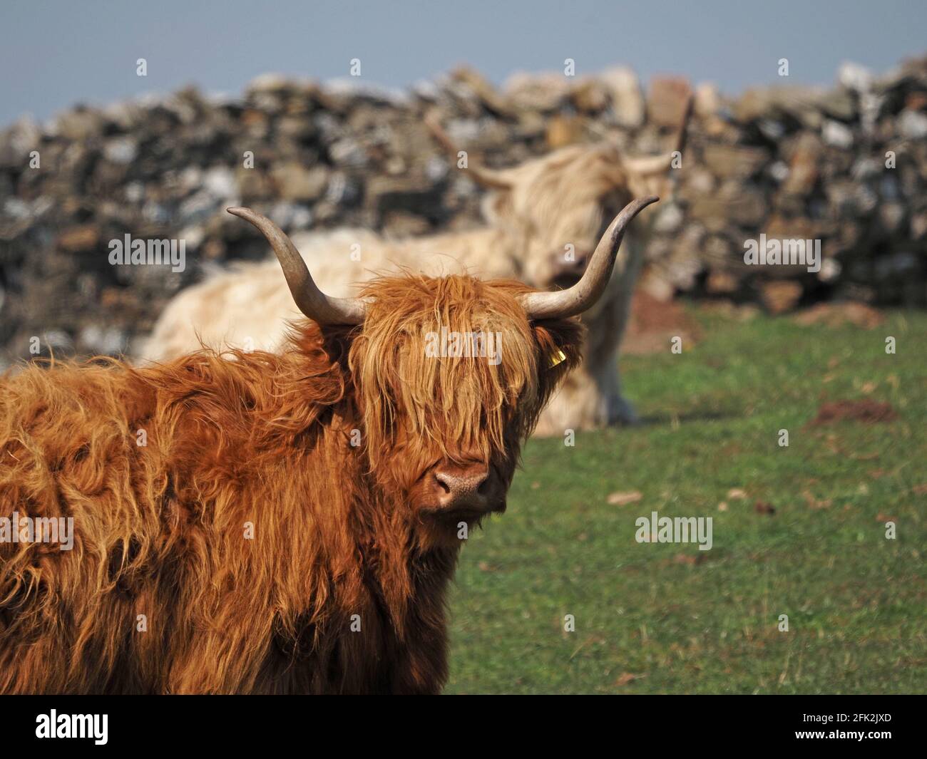 Pointed horns hi-res stock photography and images - Alamy