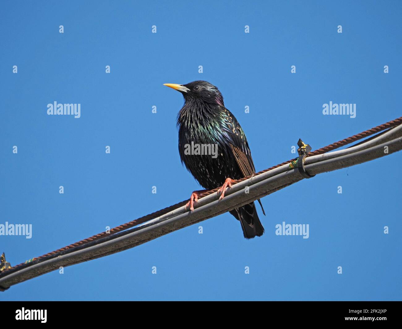 Sparkling starling hi-res stock photography and images - Alamy