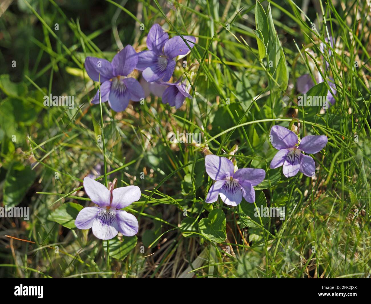 pretty Violets on roadside wildflower verge in Cumbria, England, UK ...