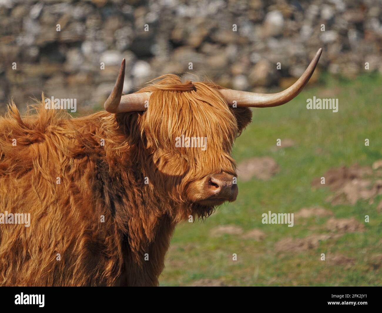 photogenic Highland cow with shaggy coat & fringe and traditional wide ...