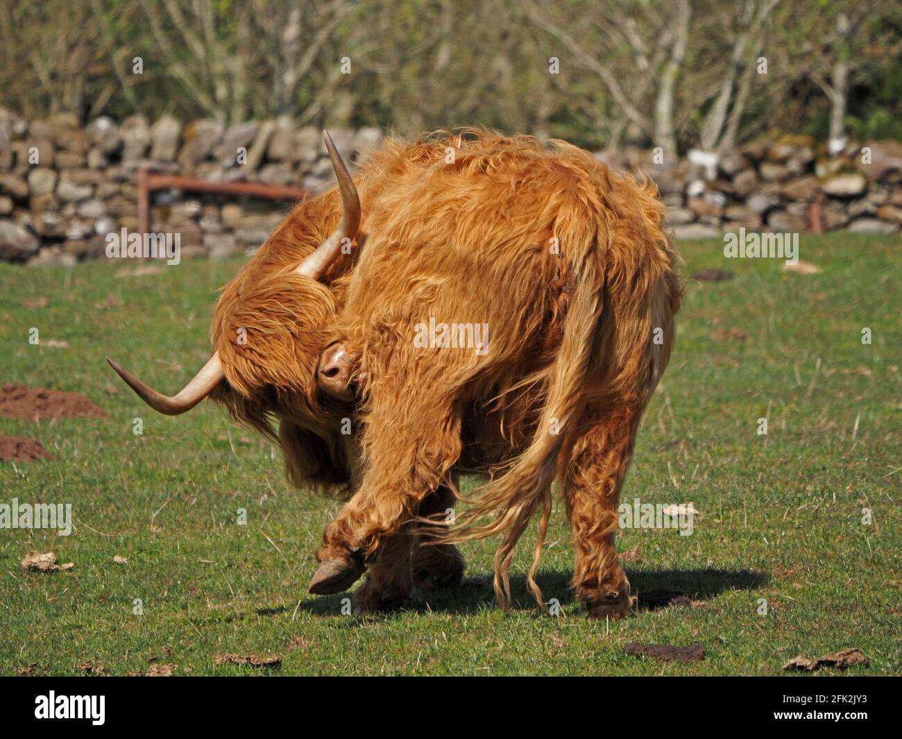 photogenic Highland cow with shaggy coat & fringe and traditional wide ...