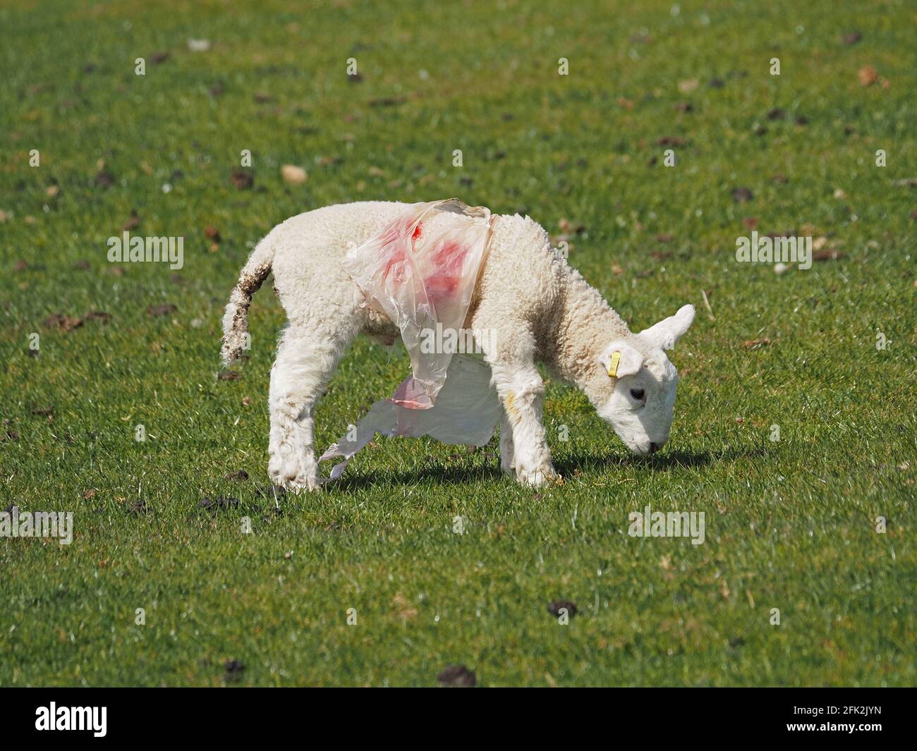 cute single white Leicester Mule cross lamb with plastic jacket to ...