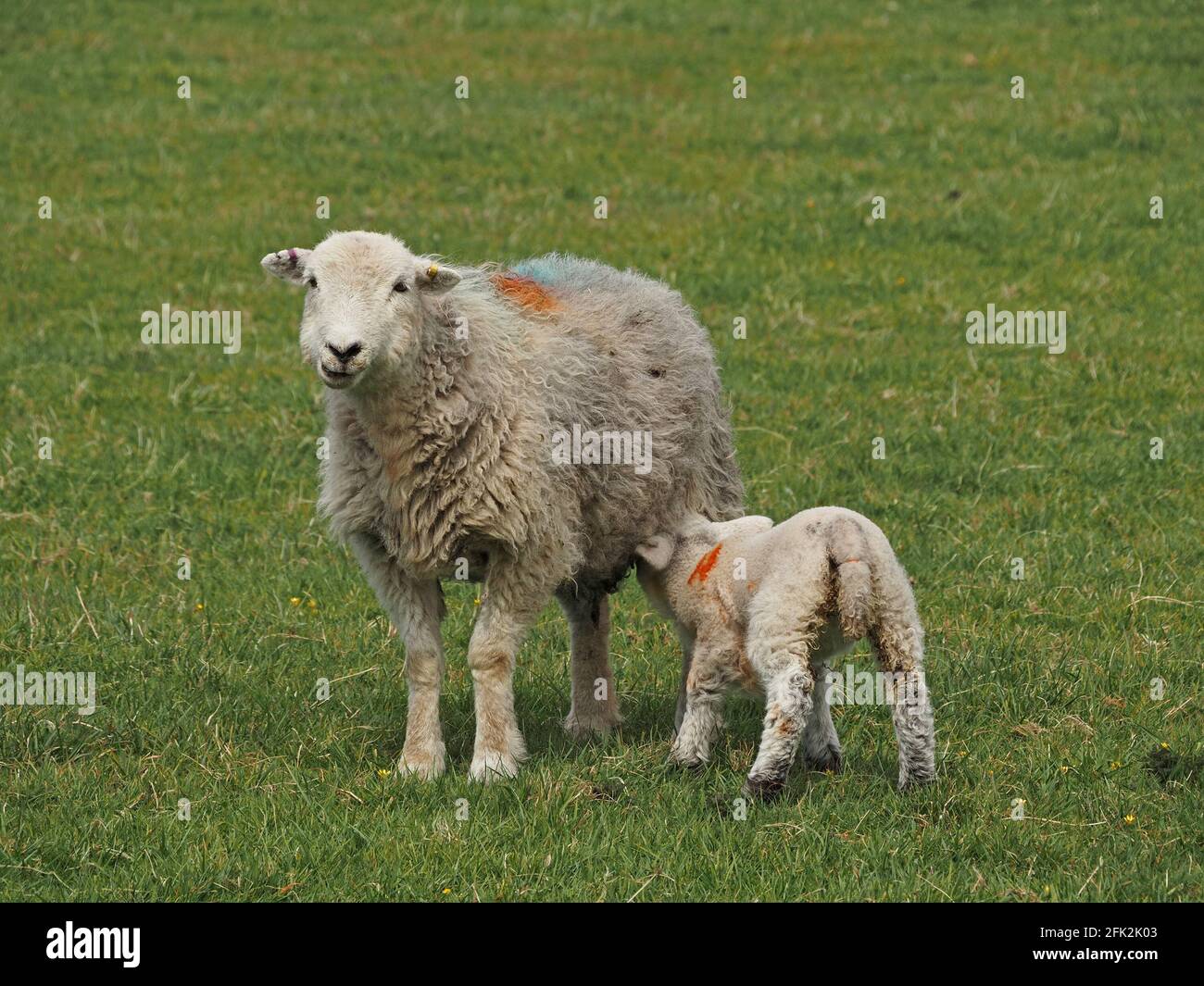 mother and child - distinctive but pale Herdwick breed ewe with single ...