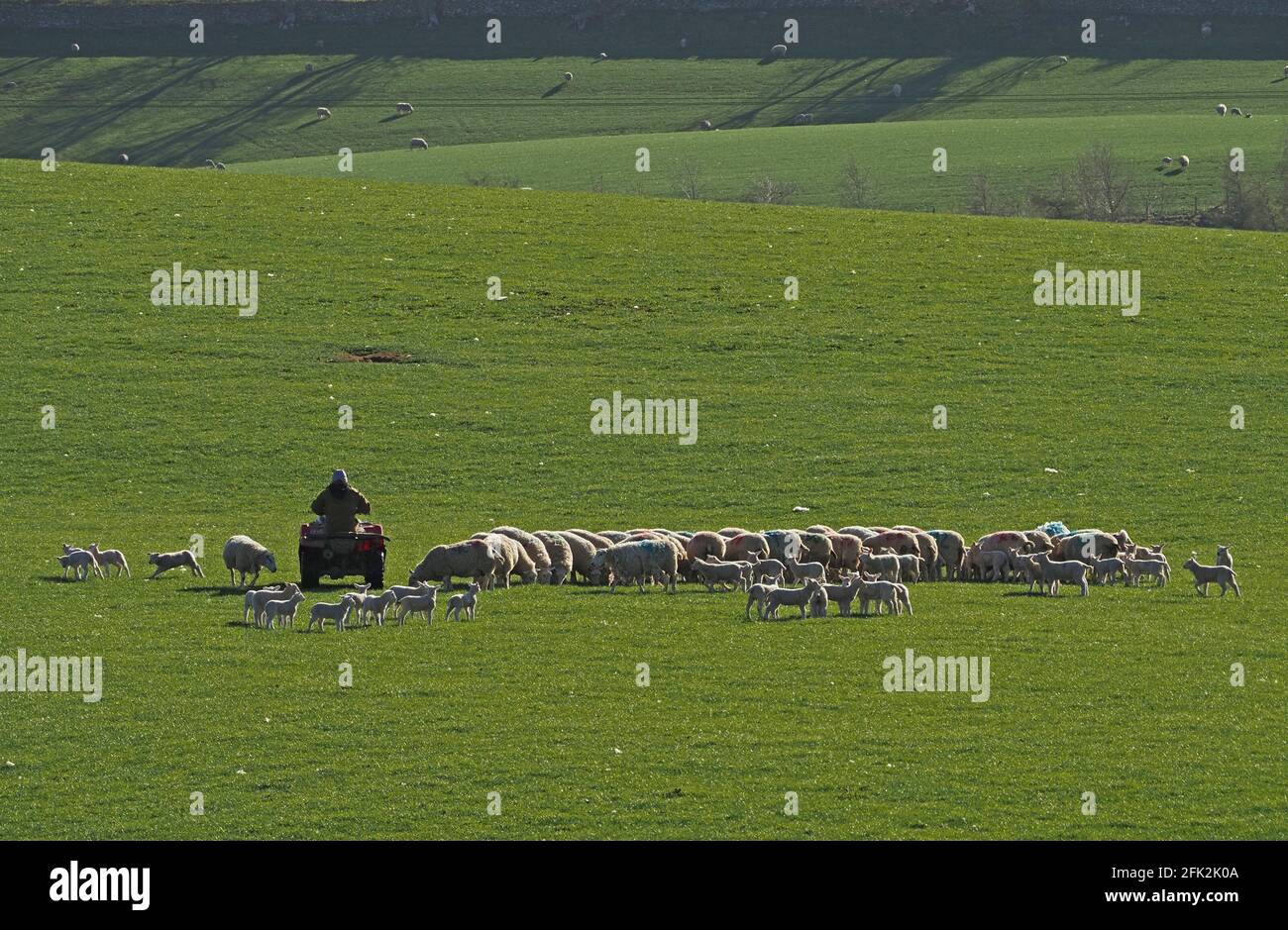 Farmer on quad bike surrounded by flock of white sheep & lambs in green field of grass with ...