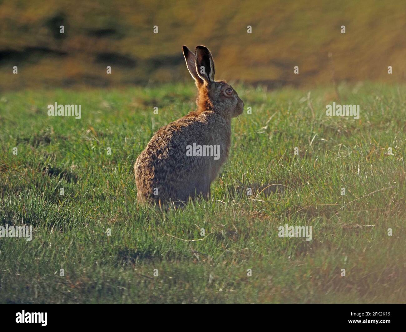 backlit Brown Hare or European Hare (Lepus europaeus) sitting upright ...
