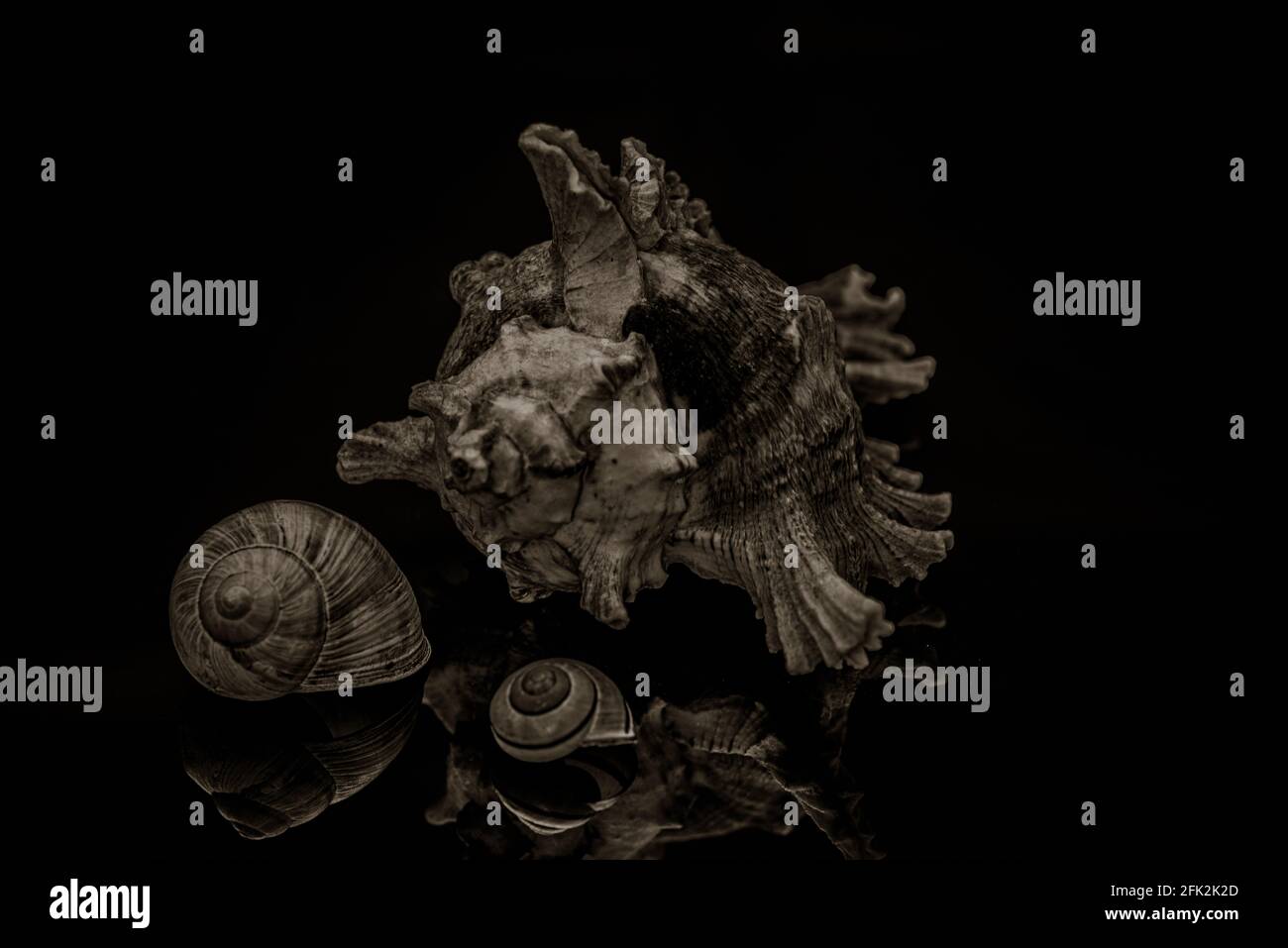 Grayscale shot of a seashell and snail shells on a black background ...