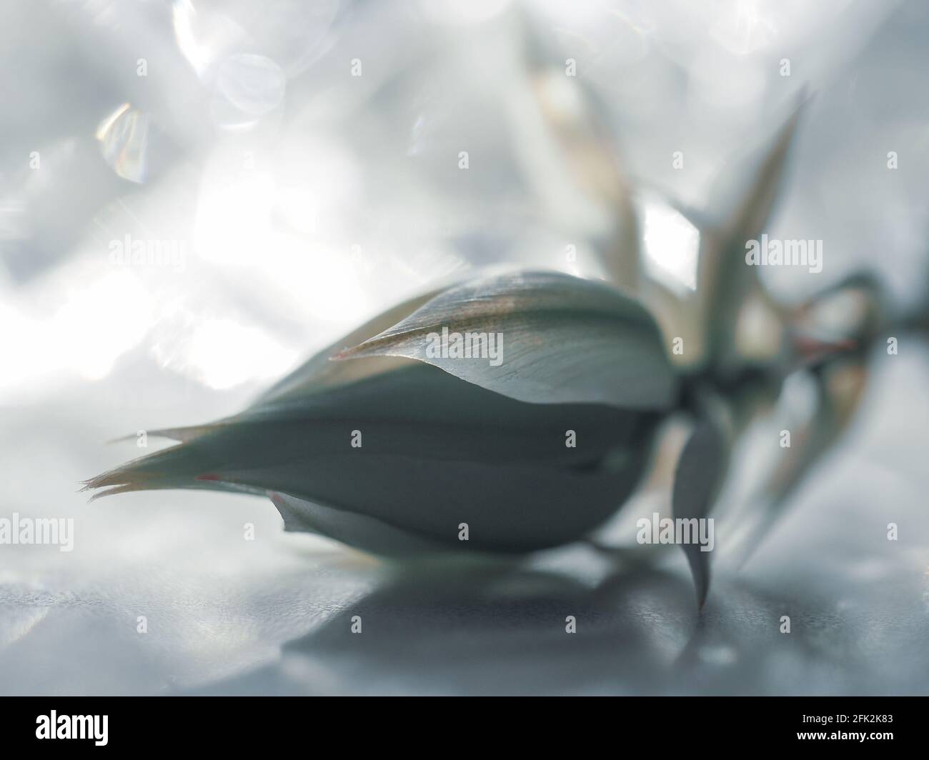 Closeup. Blushing Bride flower Serruria florida bud on a white surface in front of a crystal ...