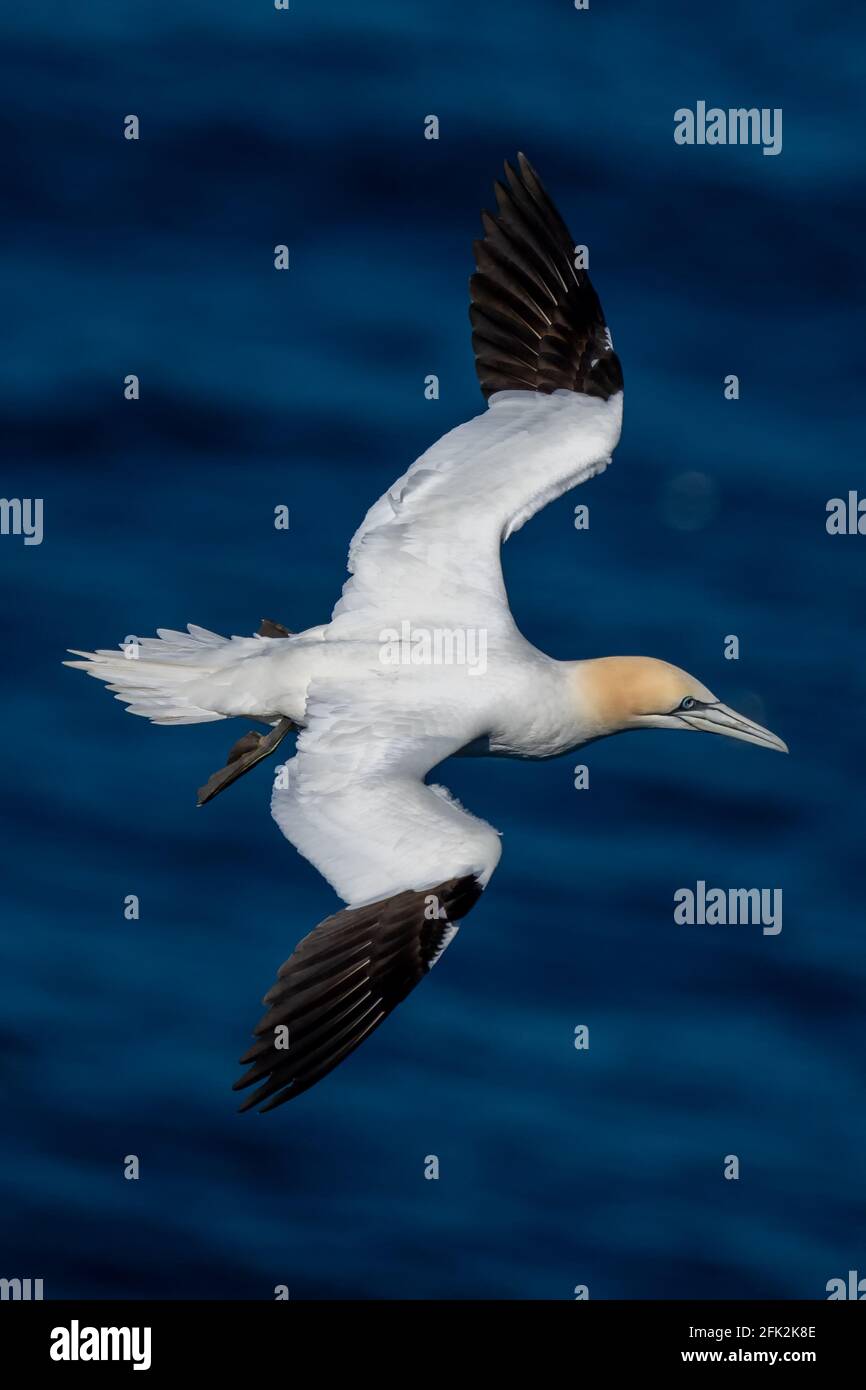 25 April 2021. RSPB Troup Head, Gardenstown, Aberdeenshire, Scotland ...