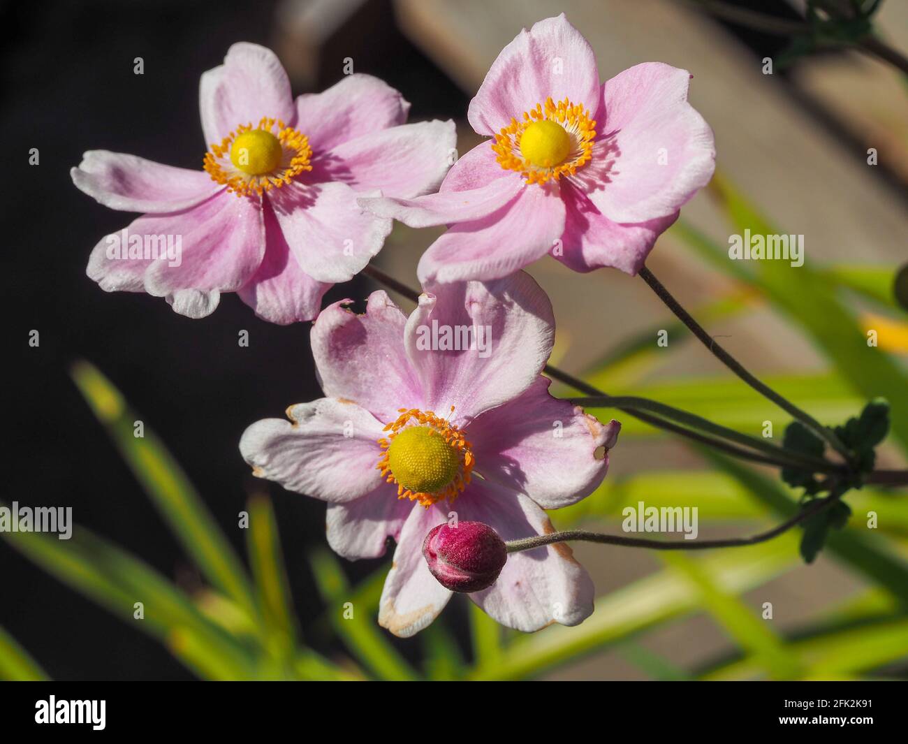 Flowers, Pretty pale pink Japanese Windflowers, round centres and ...
