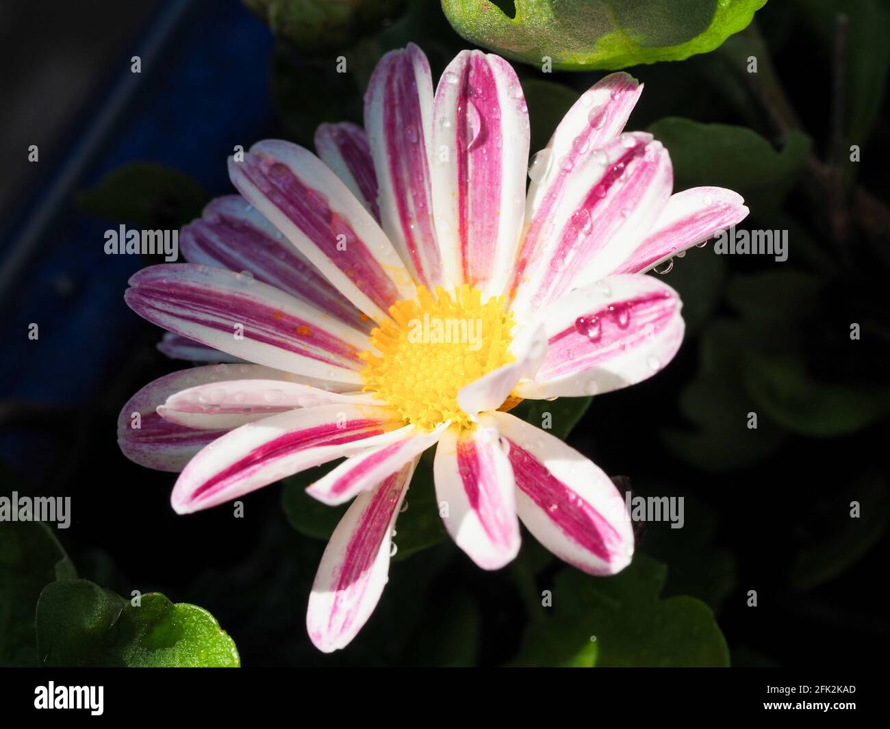 closeup of Magenta Pink and white striped Chrysanthemum daisy flower in ...