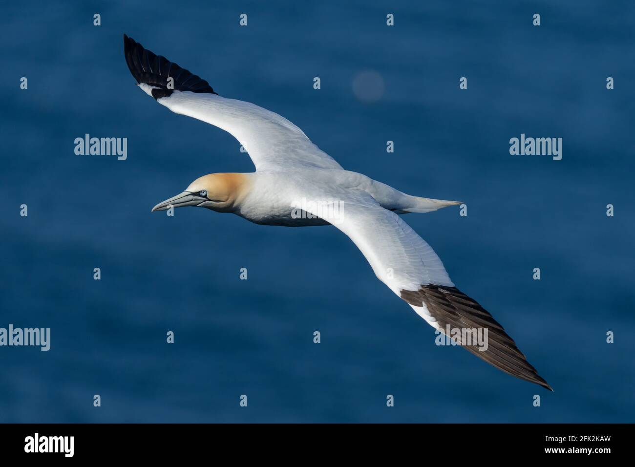 25 April 2021. RSPB Troup Head, Gardenstown, Aberdeenshire, Scotland ...