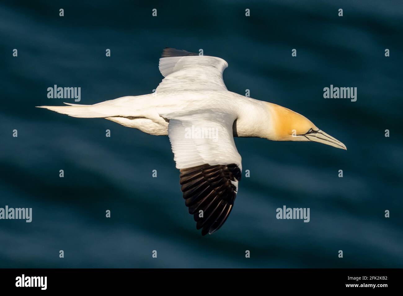 25 April 2021. RSPB Troup Head, Gardenstown, Aberdeenshire, Scotland ...