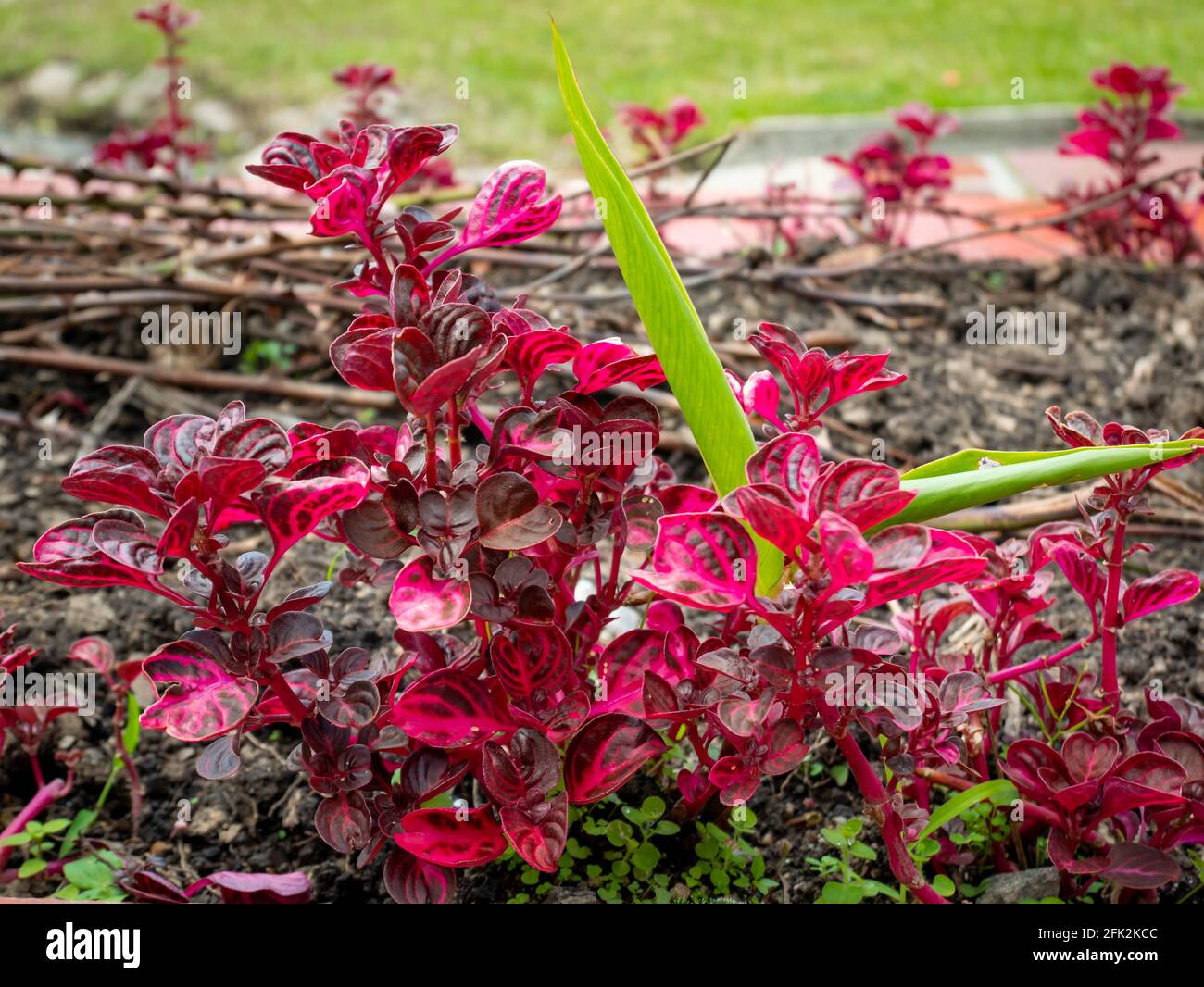 Iresine hi-res stock photography and images - Alamy
