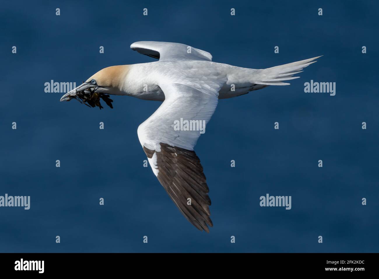 25 April 2021. RSPB Troup Head, Gardenstown, Aberdeenshire, Scotland ...