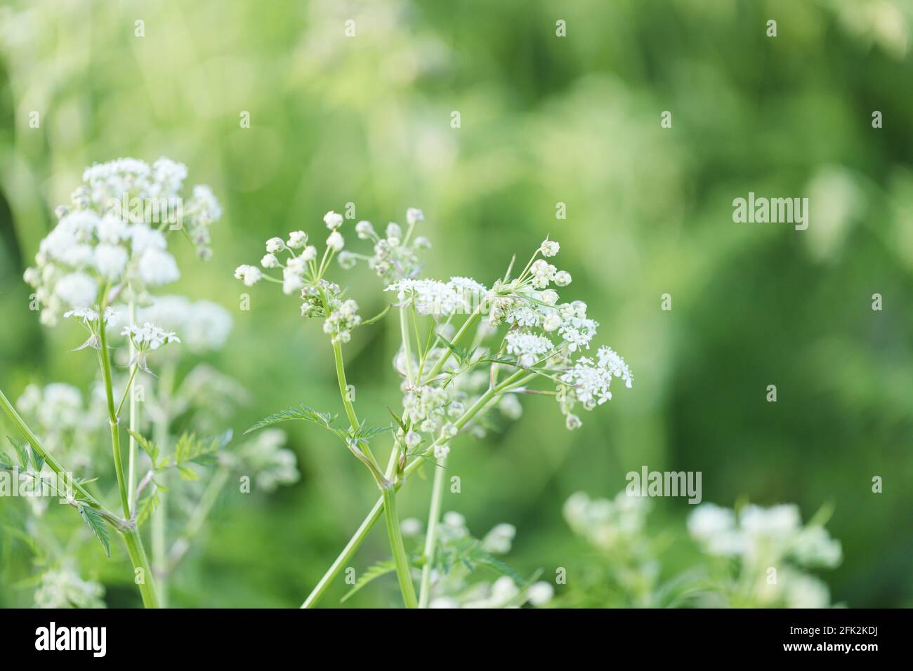Delicate white wild flowers in spring time Stock Photo - Alamy