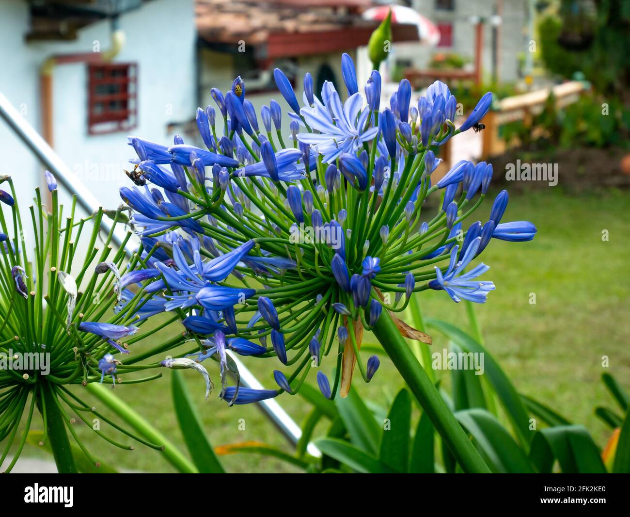 African insects hi-res stock photography and images - Alamy