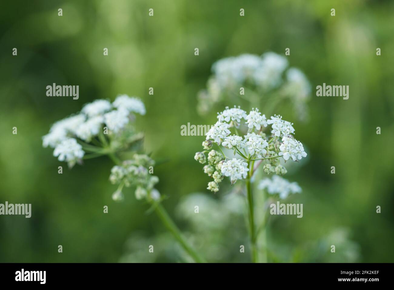 Delicate white wild flowers in spring time Stock Photo - Alamy