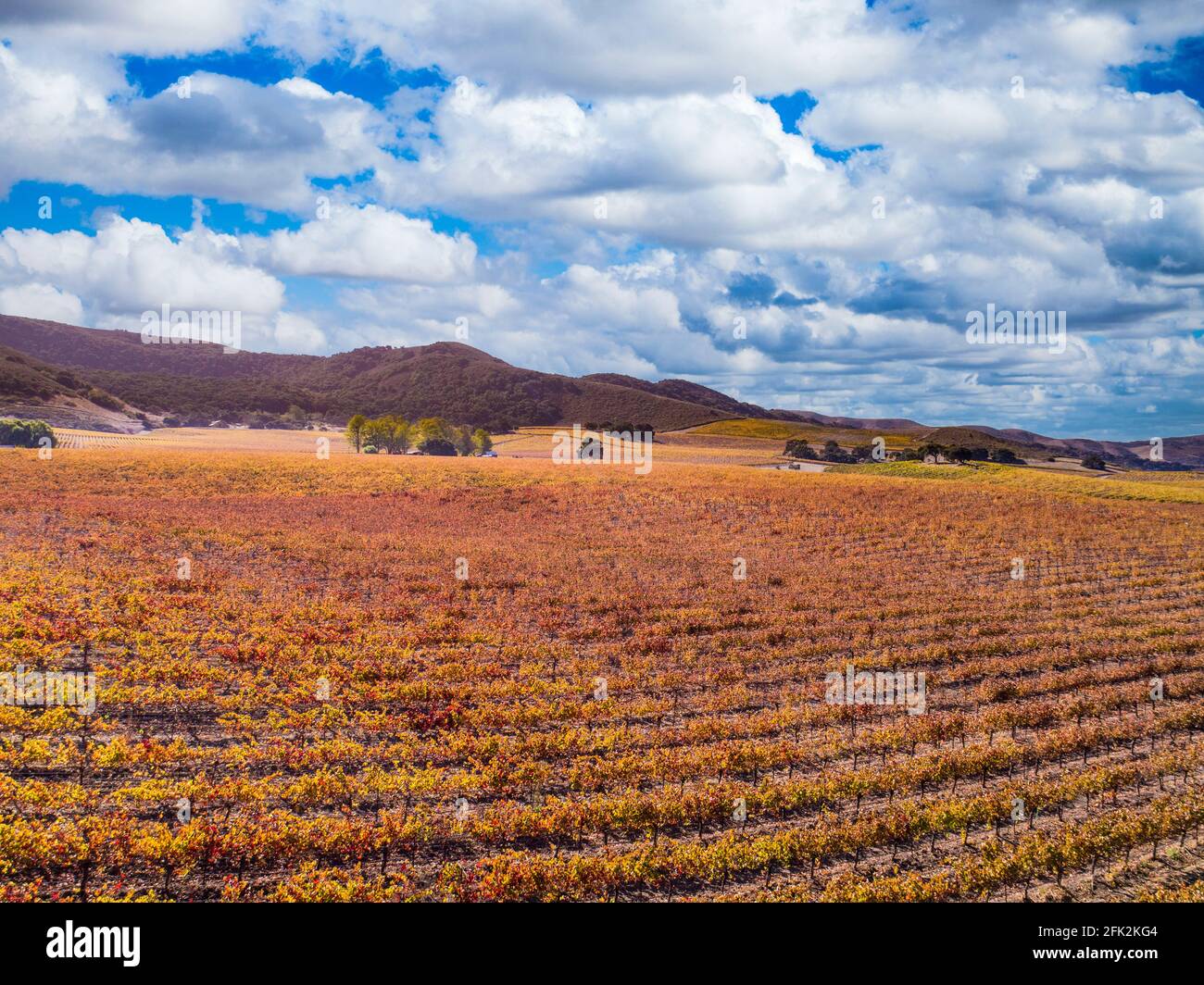Barbara vine hi-res stock photography and images - Alamy