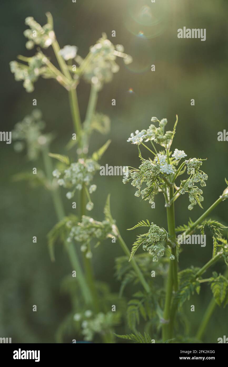 Delicate white wild flowers in spring time Stock Photo - Alamy