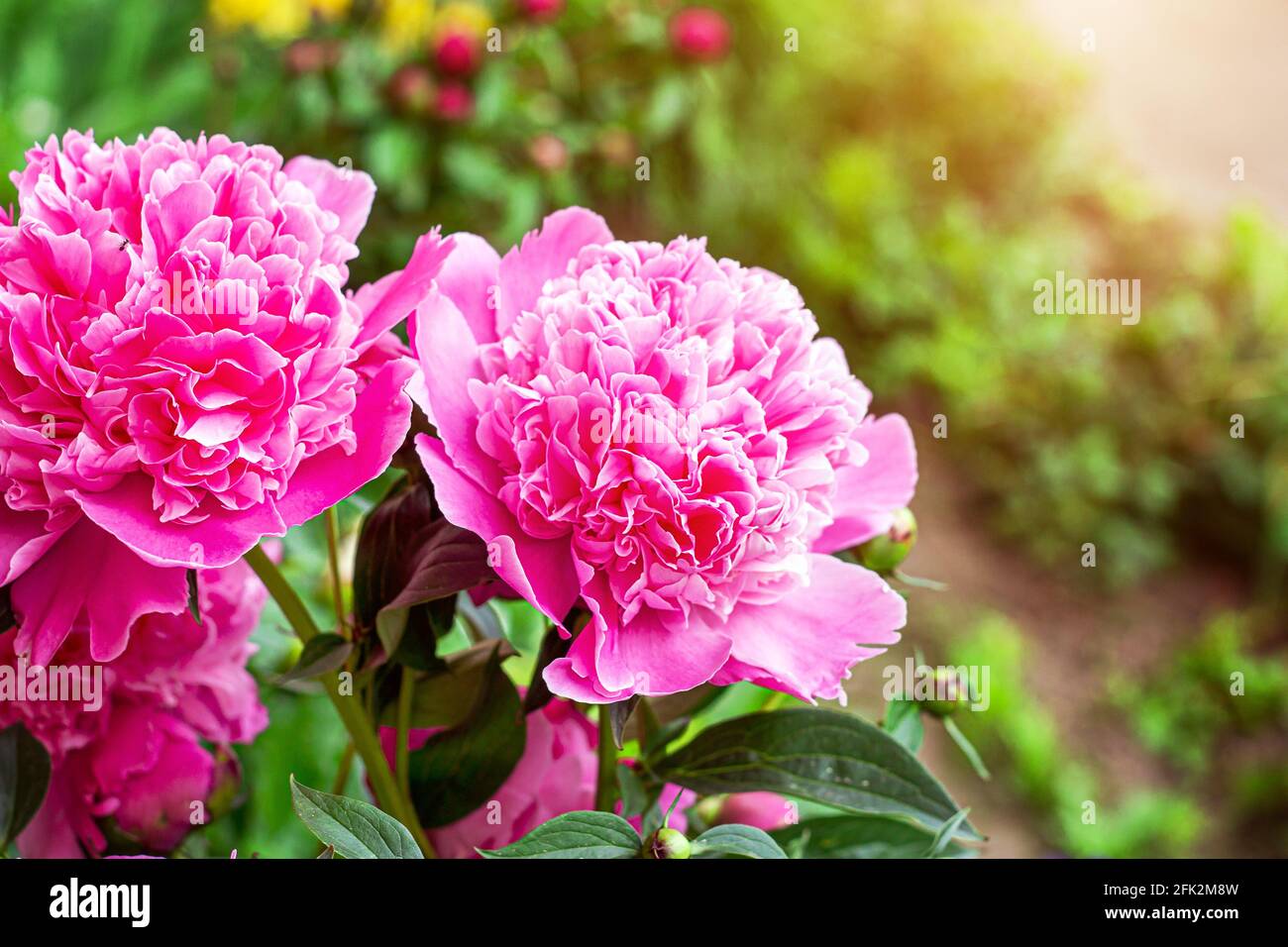 Peonies bright garden hi-res stock photography and images - Alamy