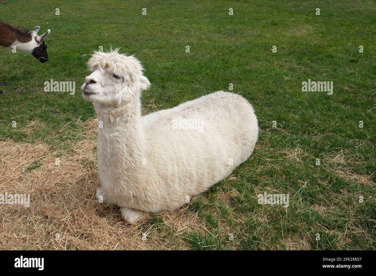 Close-up of a cute white alpaca sitting on the green grass field Stock ...