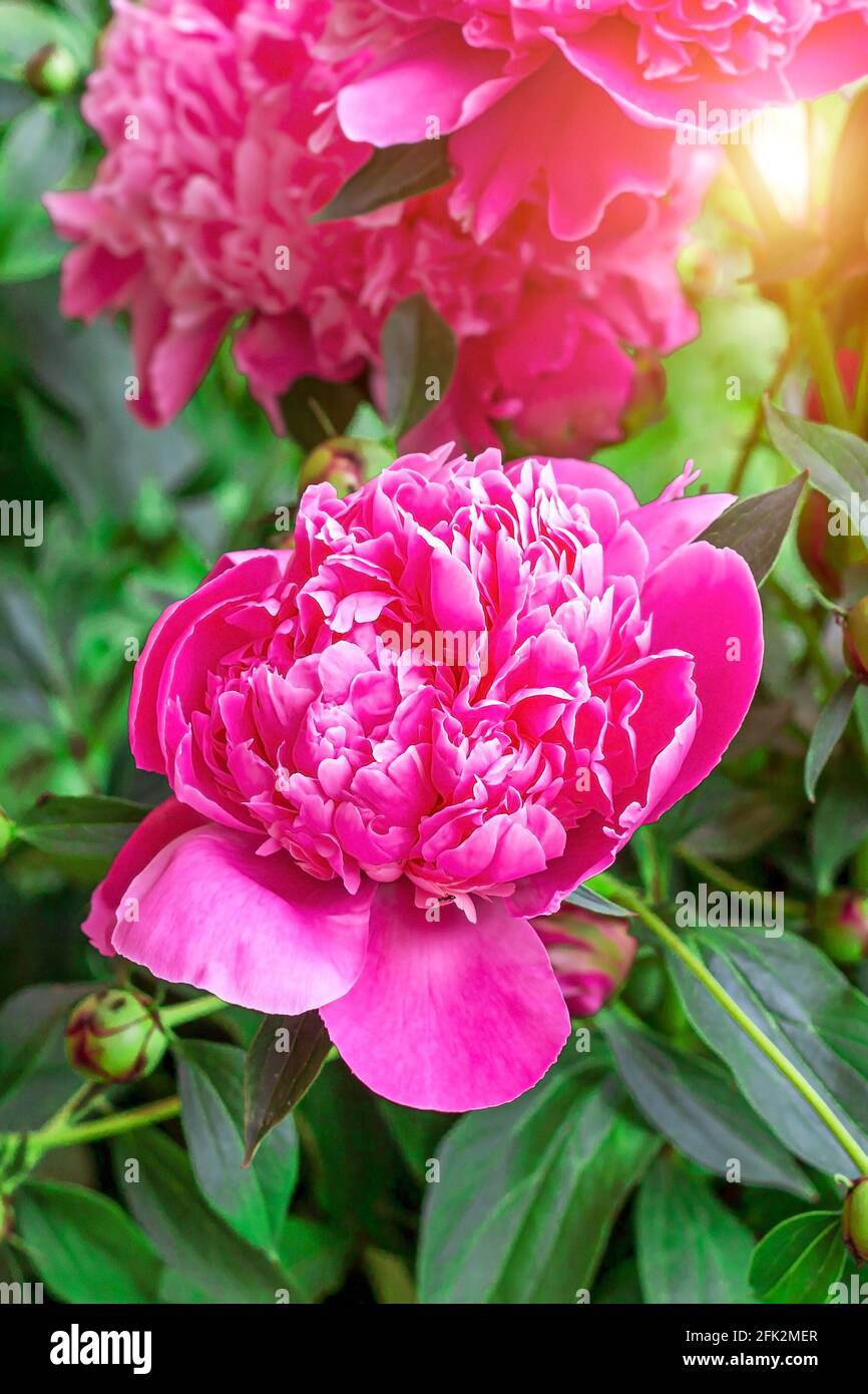Light pink peonies hi-res stock photography and images - Alamy