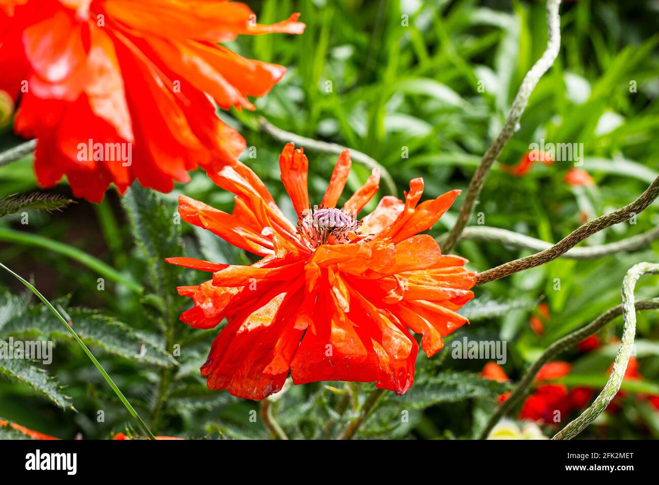 Fresh blossom bright red poppy flowers in the garden in summer Stock ...