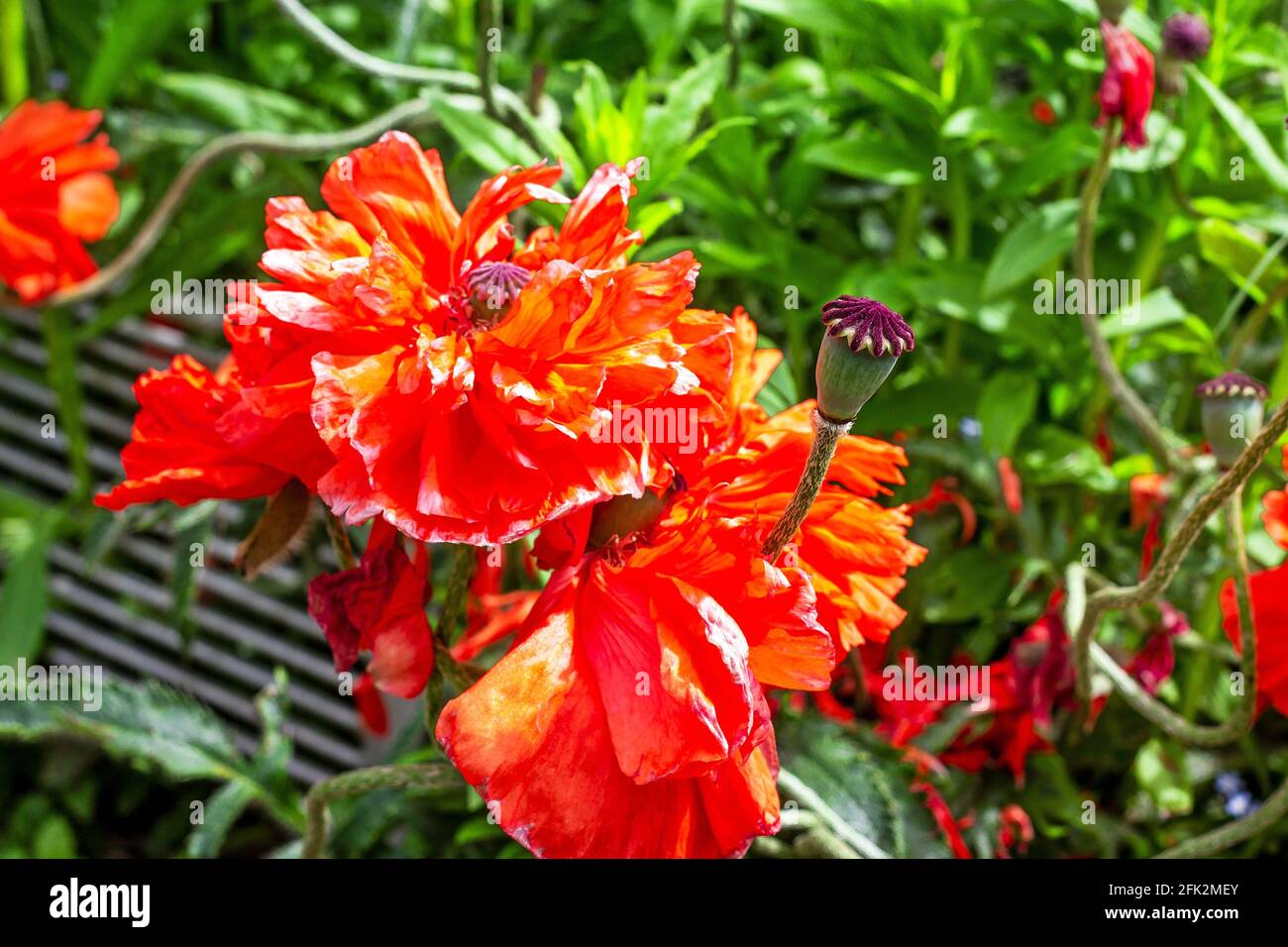 Fresh blossom bright red poppy flowers in the garden in summer Stock ...