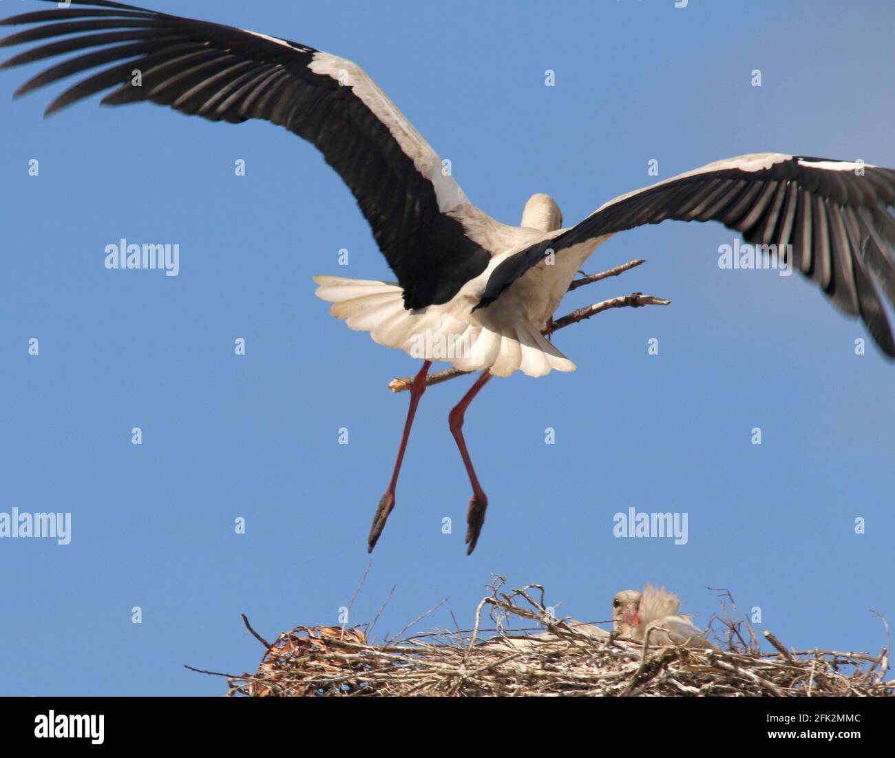 Bringing feed to the nest hi-res stock photography and images - Alamy