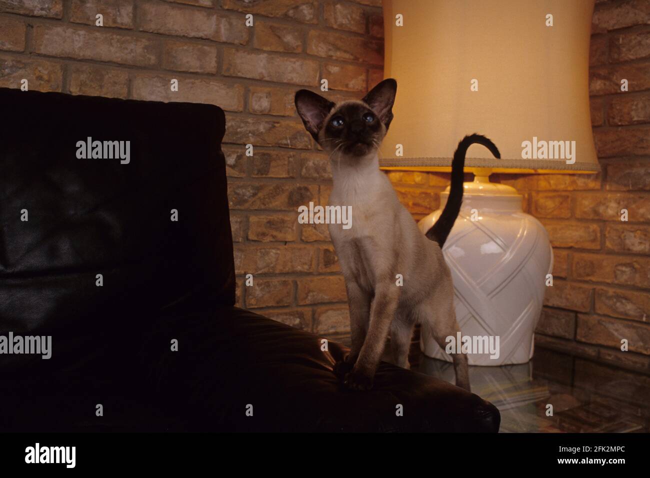 Siamese cat italy hi-res stock photography and images - Alamy