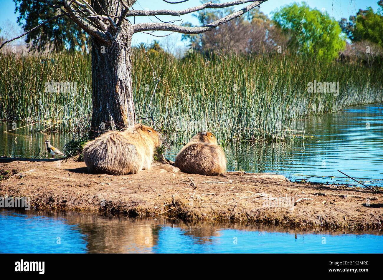 Carpinchos capibara hydrochoerus hydrochaeris hi-res stock photography ...