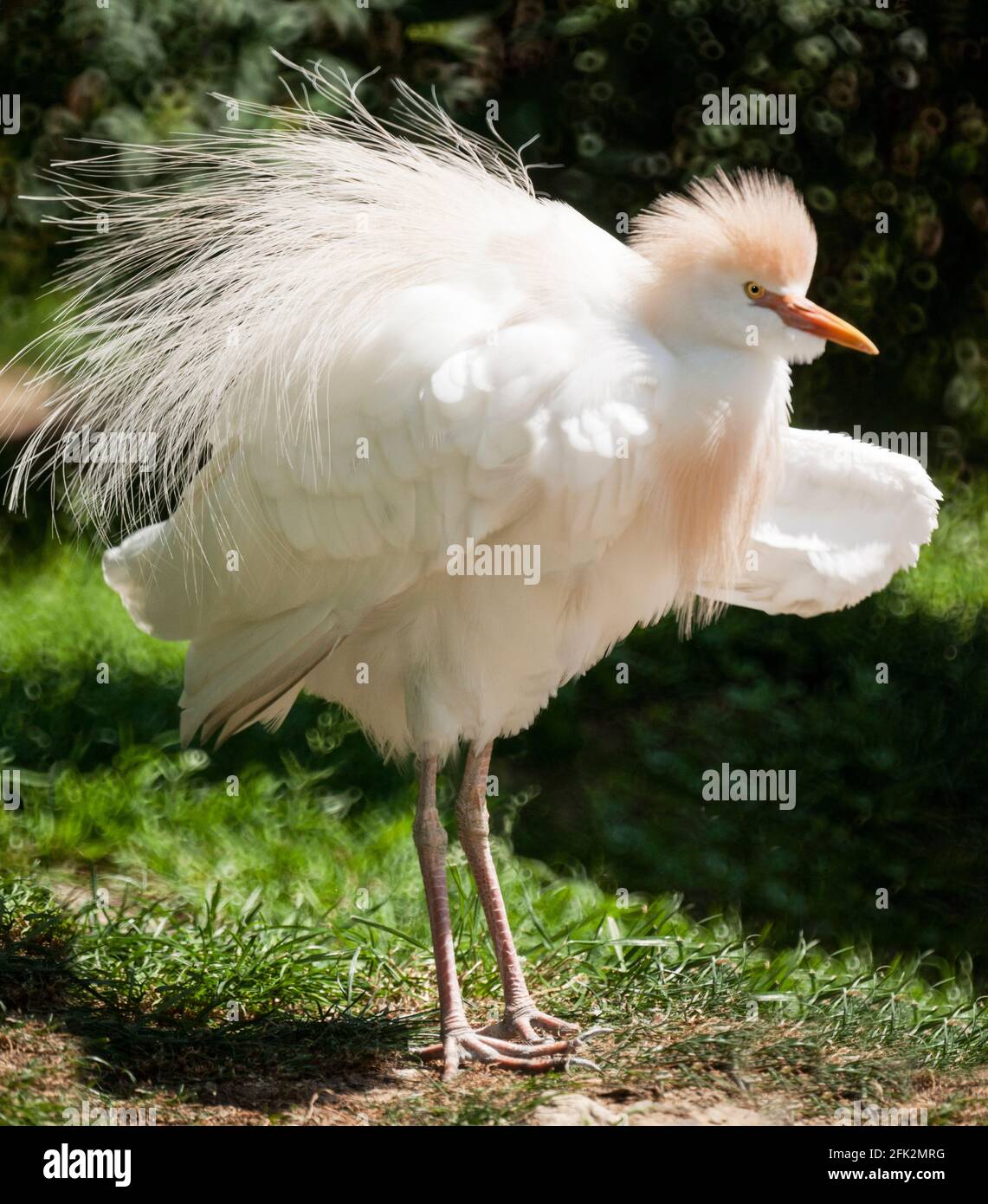 Ibis birds italy hi-res stock photography and images - Alamy