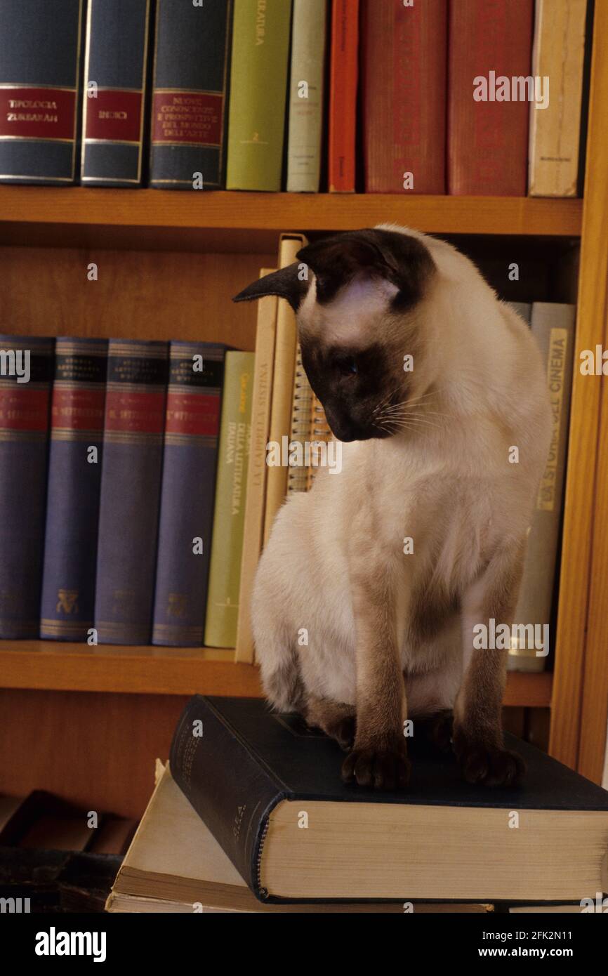 Siamese cat italy hi-res stock photography and images - Alamy