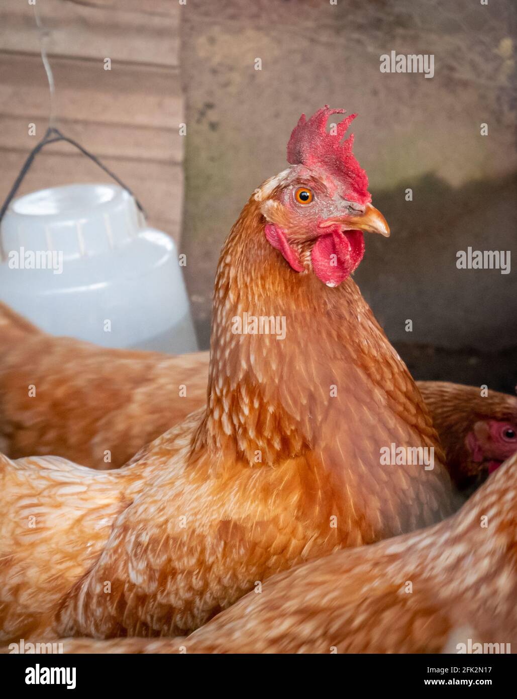 Brown Hens Locked up in a Small Chicken Yard Trying to Escape Outside ...