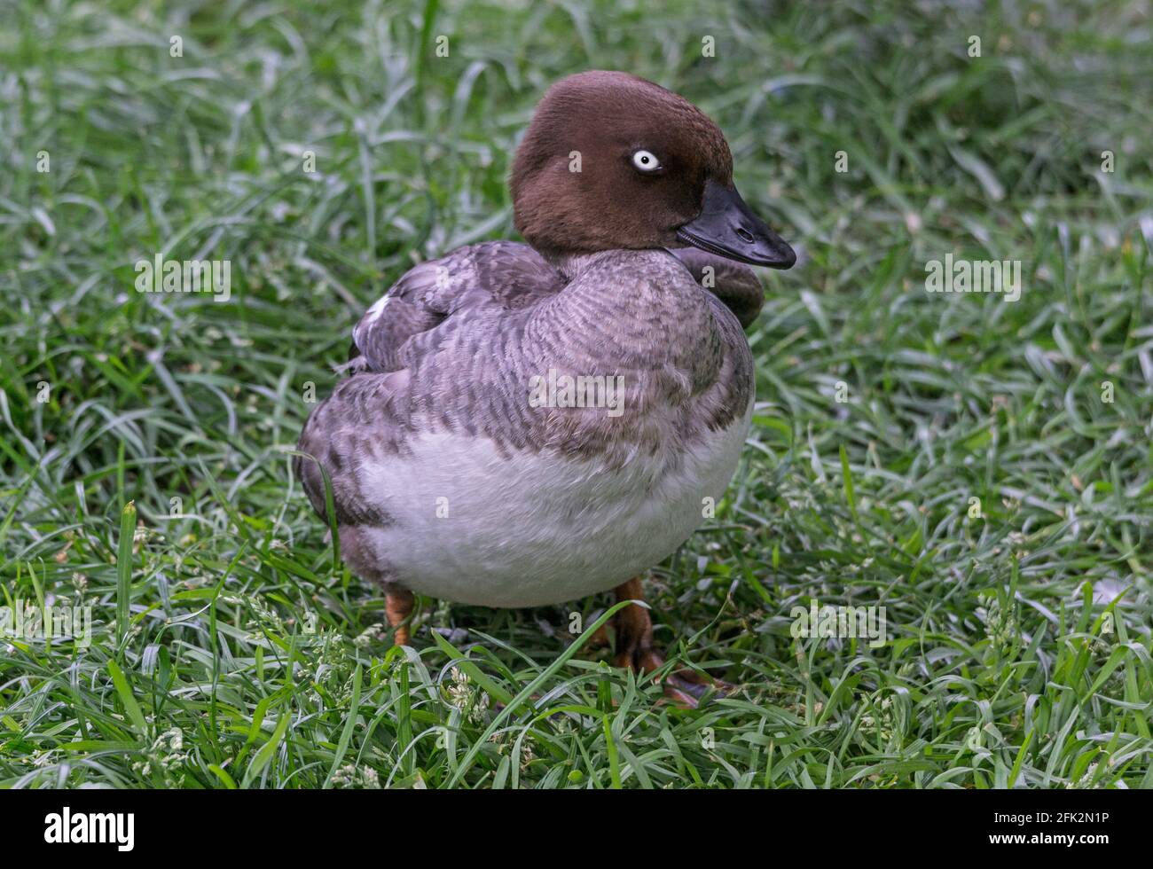 Female from greenland hi-res stock photography and images - Alamy