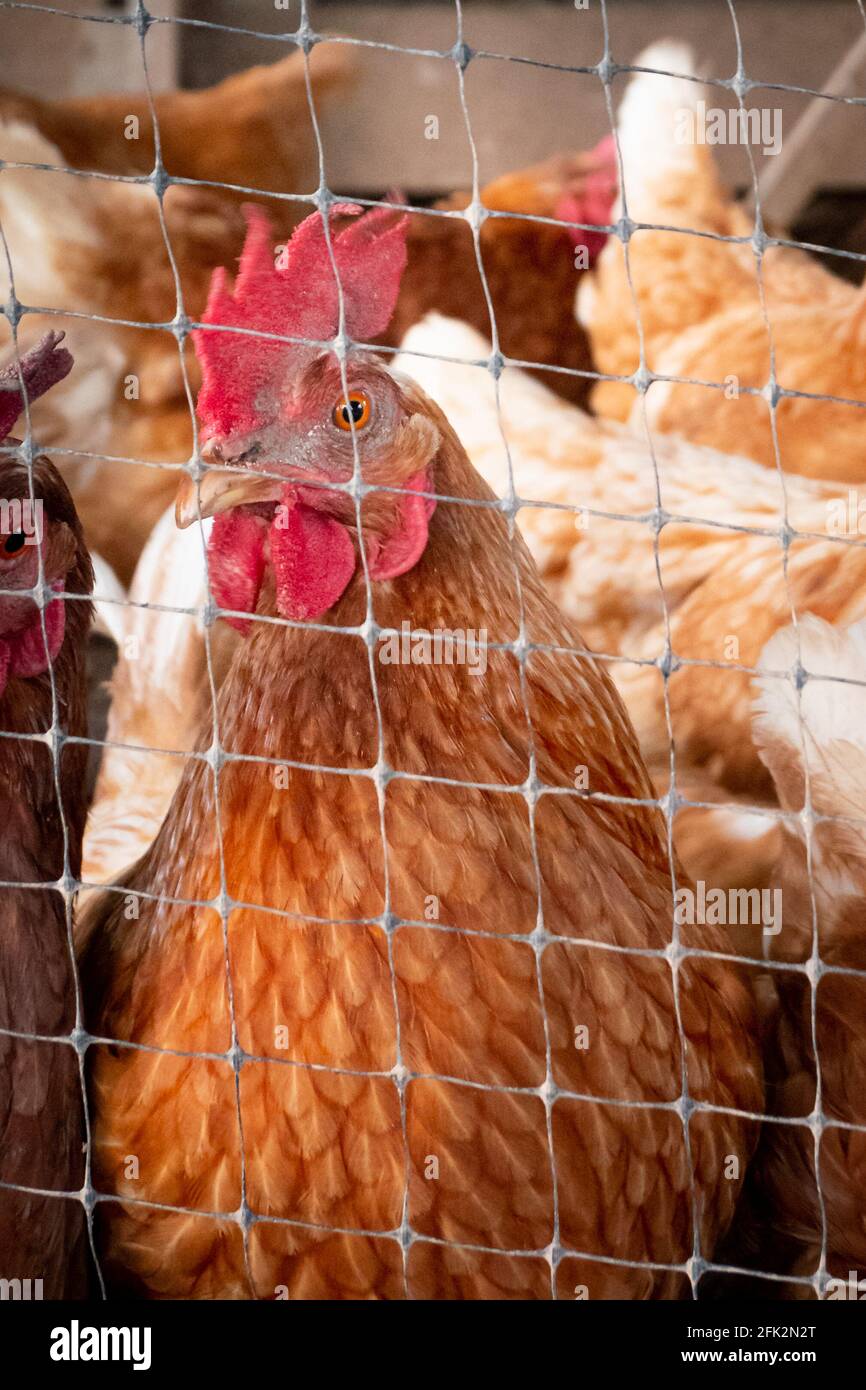 Brown Hens Locked up in a Small Chicken Yard Trying to Escape Outside ...