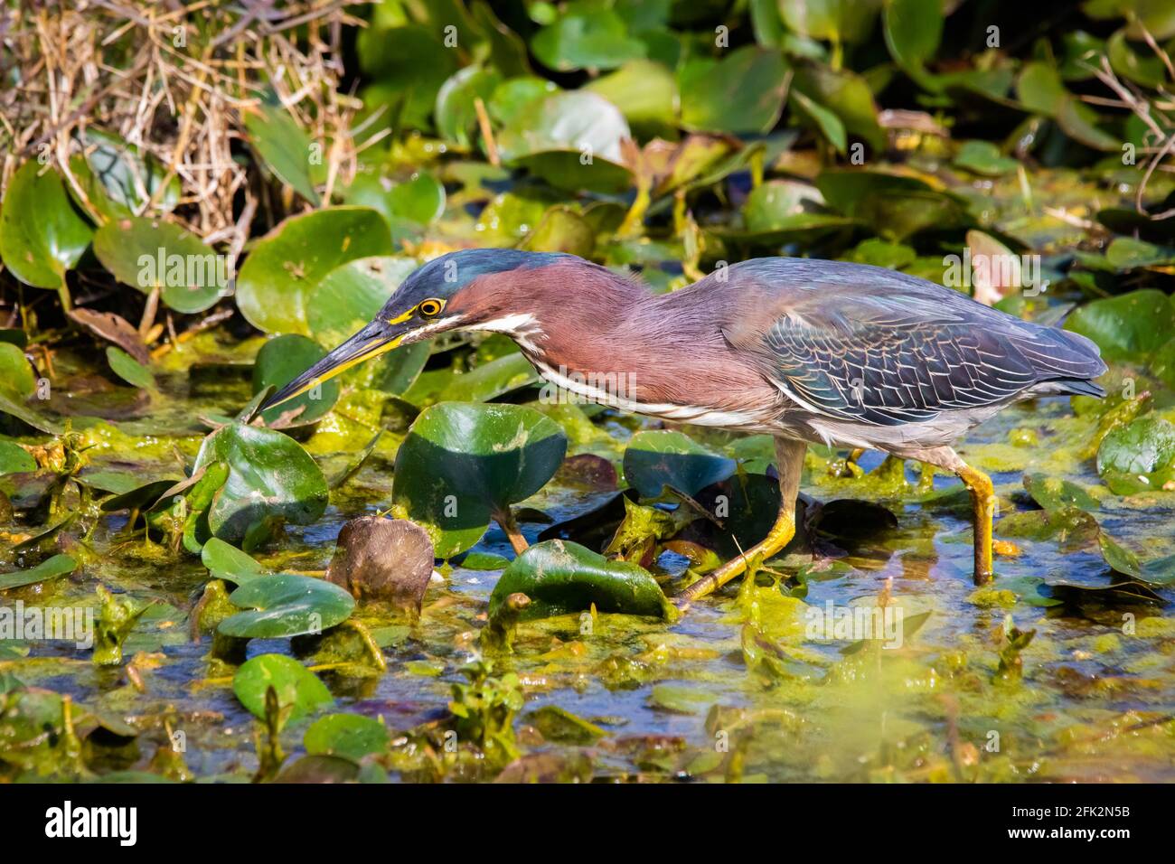 Close up green heron fishing in the pond at sunlight Stock Photo - Alamy
