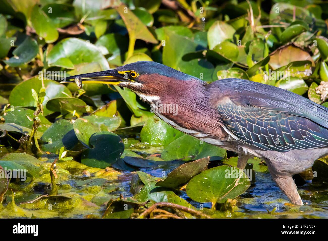 Close up green heron fishing in the pond at sunlight Stock Photo - Alamy