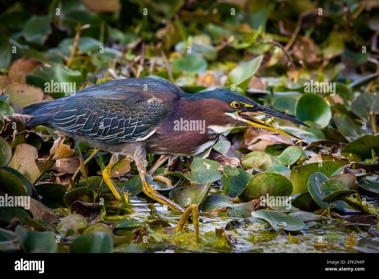 Close up green heron fishing in the pond at sunlight Stock Photo - Alamy