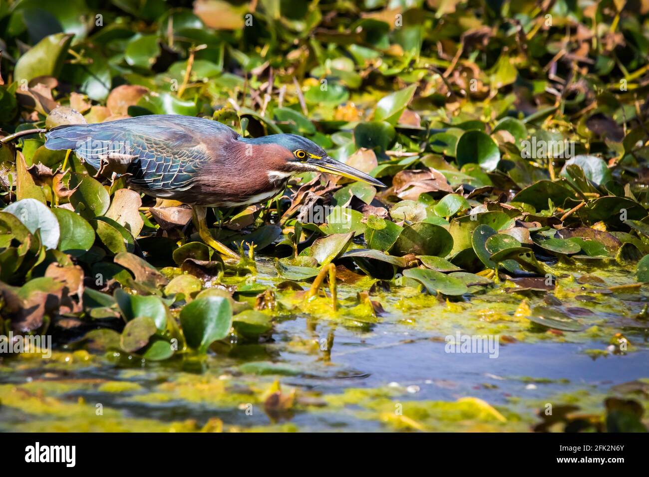Close up green heron fishing in the pond at sunlight Stock Photo - Alamy
