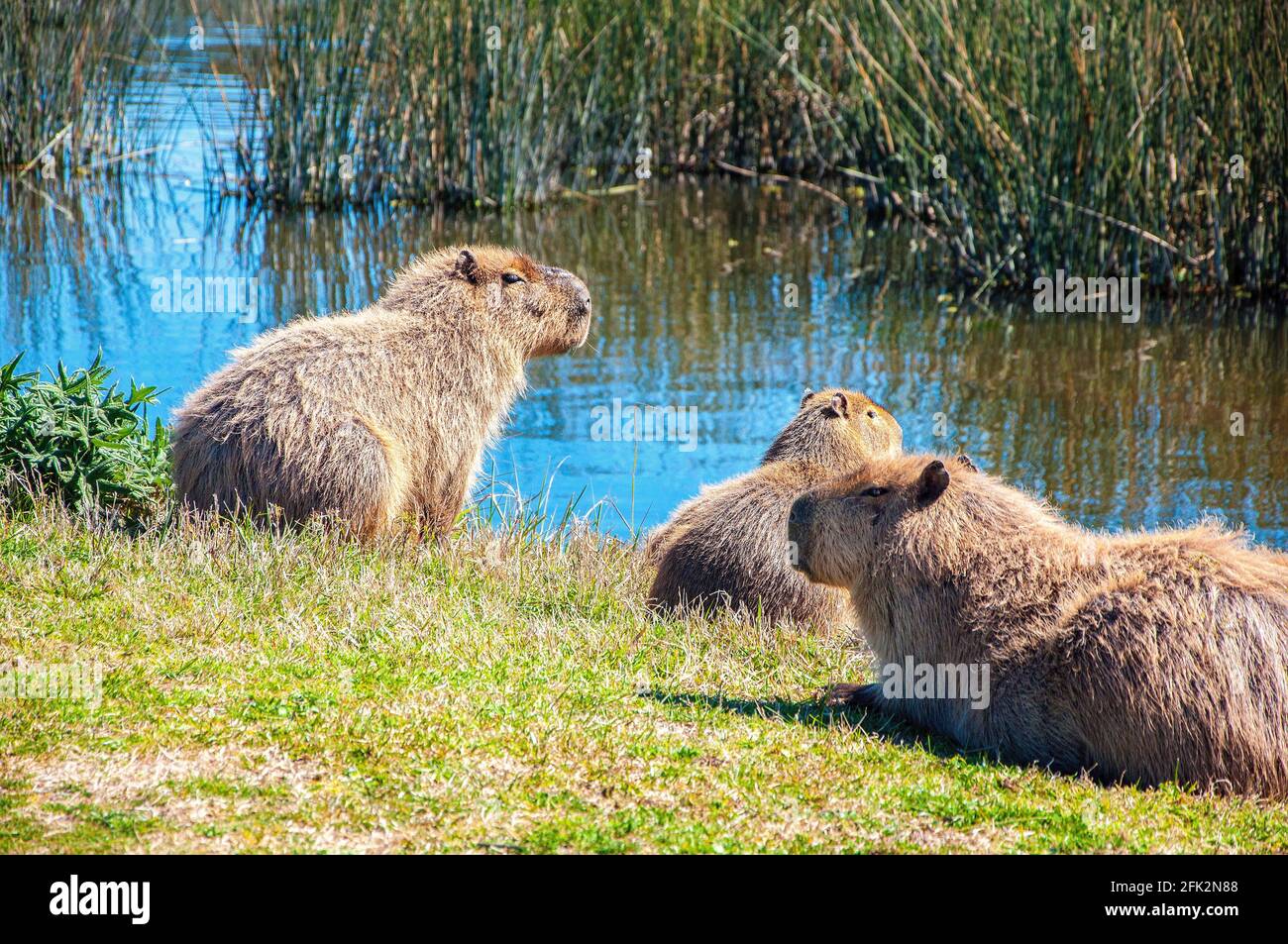 Carpinchos capybara hydrochoerus hydrochaeris hi-res stock photography ...