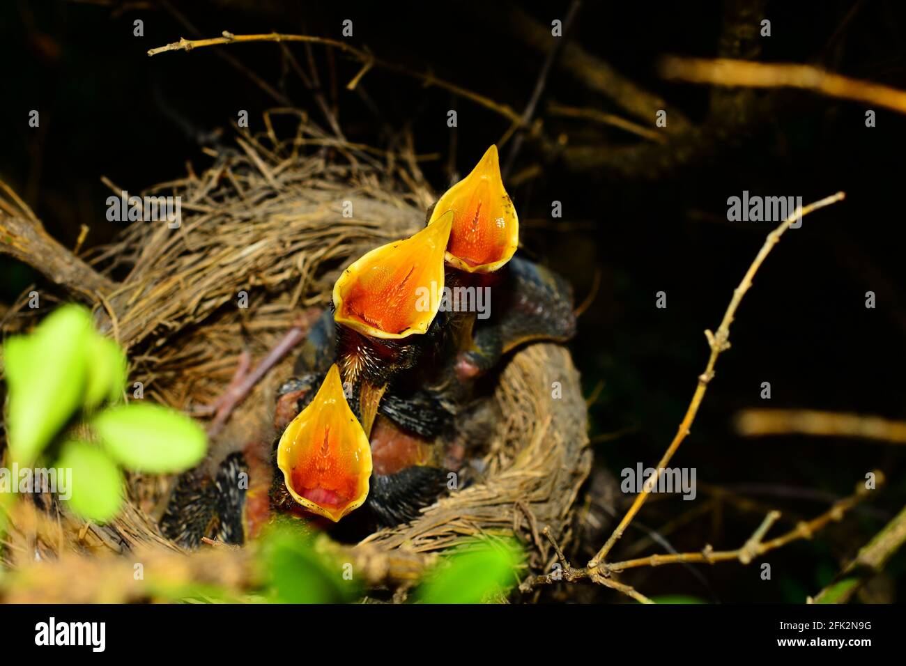 Hungry chicks beaks open hi-res stock photography and images - Alamy